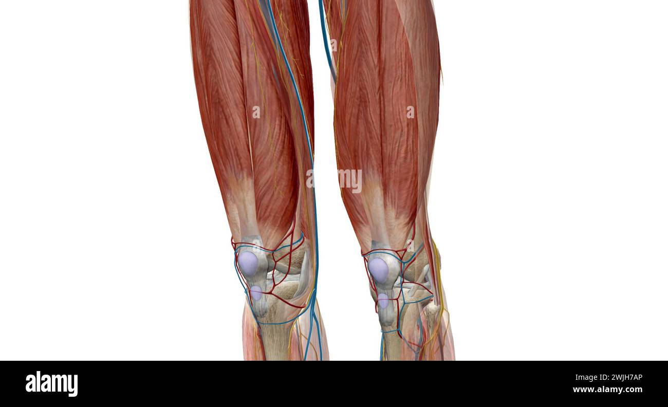 The knee joins the thigh bone (femur) to the shin bone (tibia). 3D ...