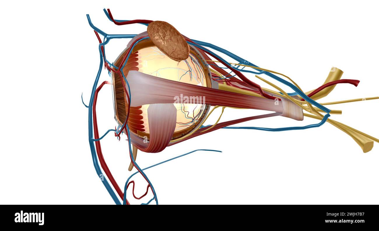 The human eye is a sensory organ, p of the sensory nervous system, that ...