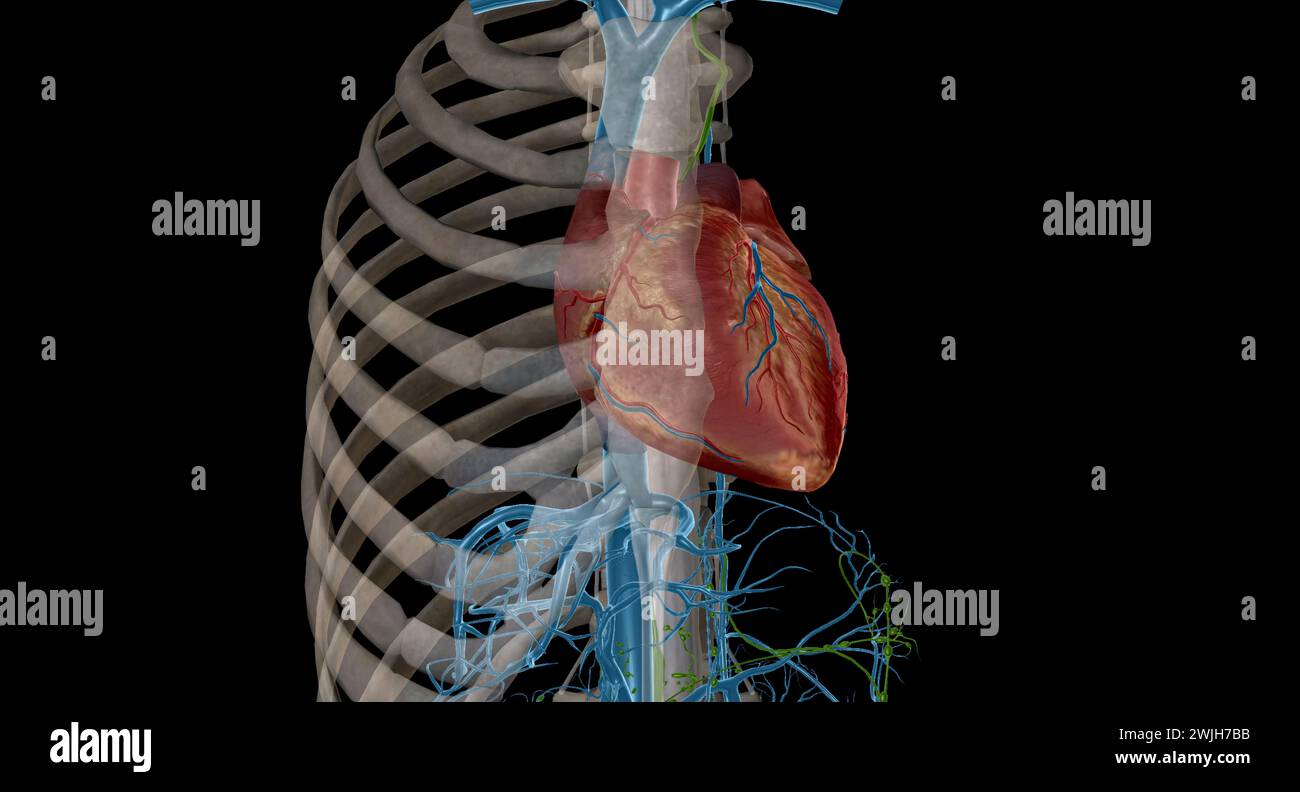 Lymphatic interstitial fluid hi-res stock photography and images - Alamy