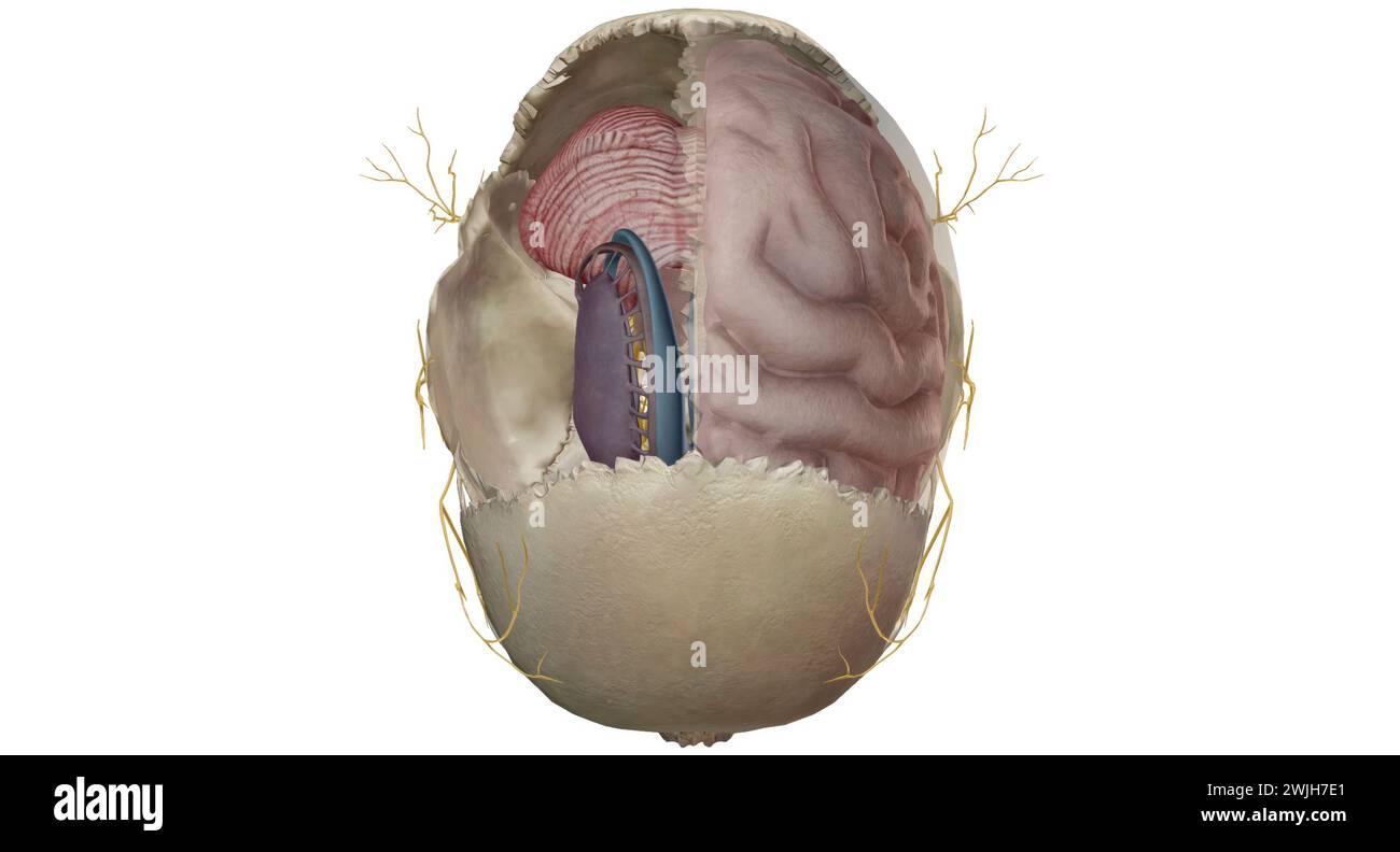 Brain cross section frontal cortex hi-res stock photography and images ...