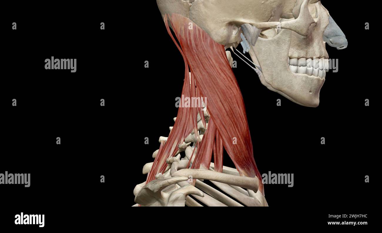 Rotation of neck hi-res stock photography and images - Alamy