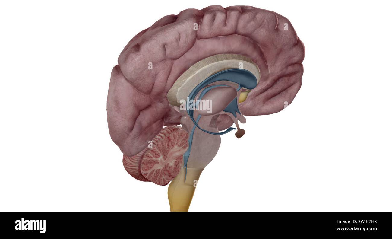 Thalamus brain scan hi-res stock photography and images - Alamy