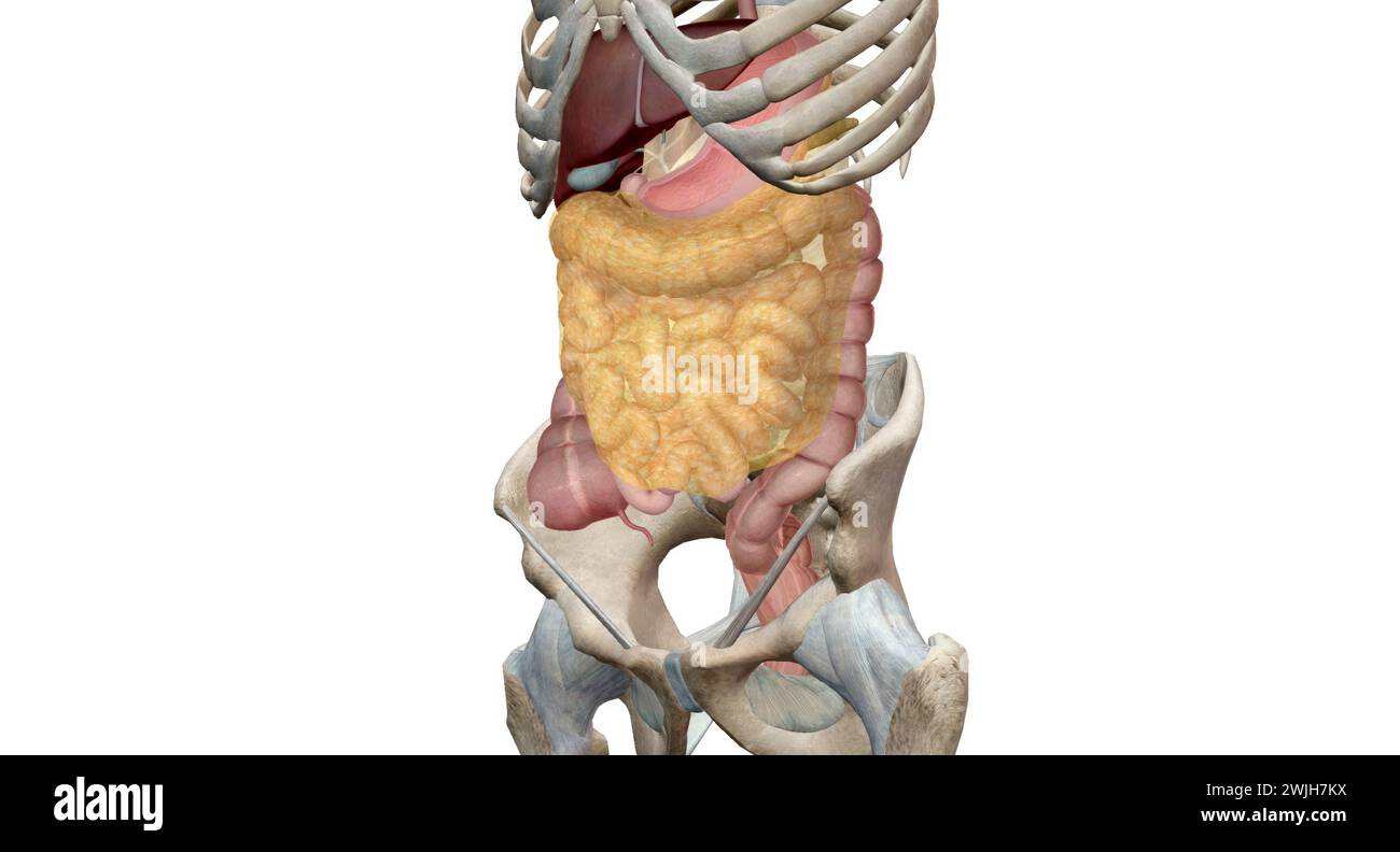 Ileum endoscopy hi-res stock photography and images - Alamy