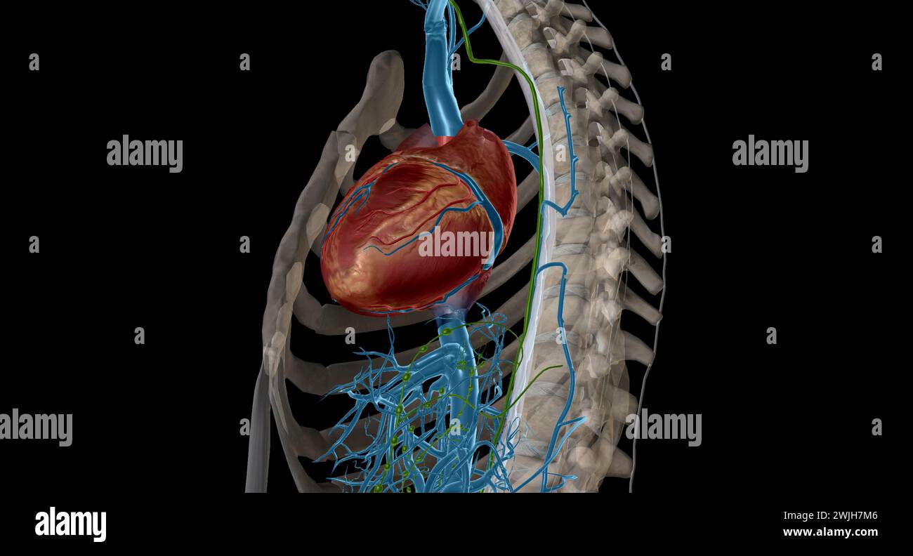 Lymphatic interstitial fluid hi-res stock photography and images - Alamy
