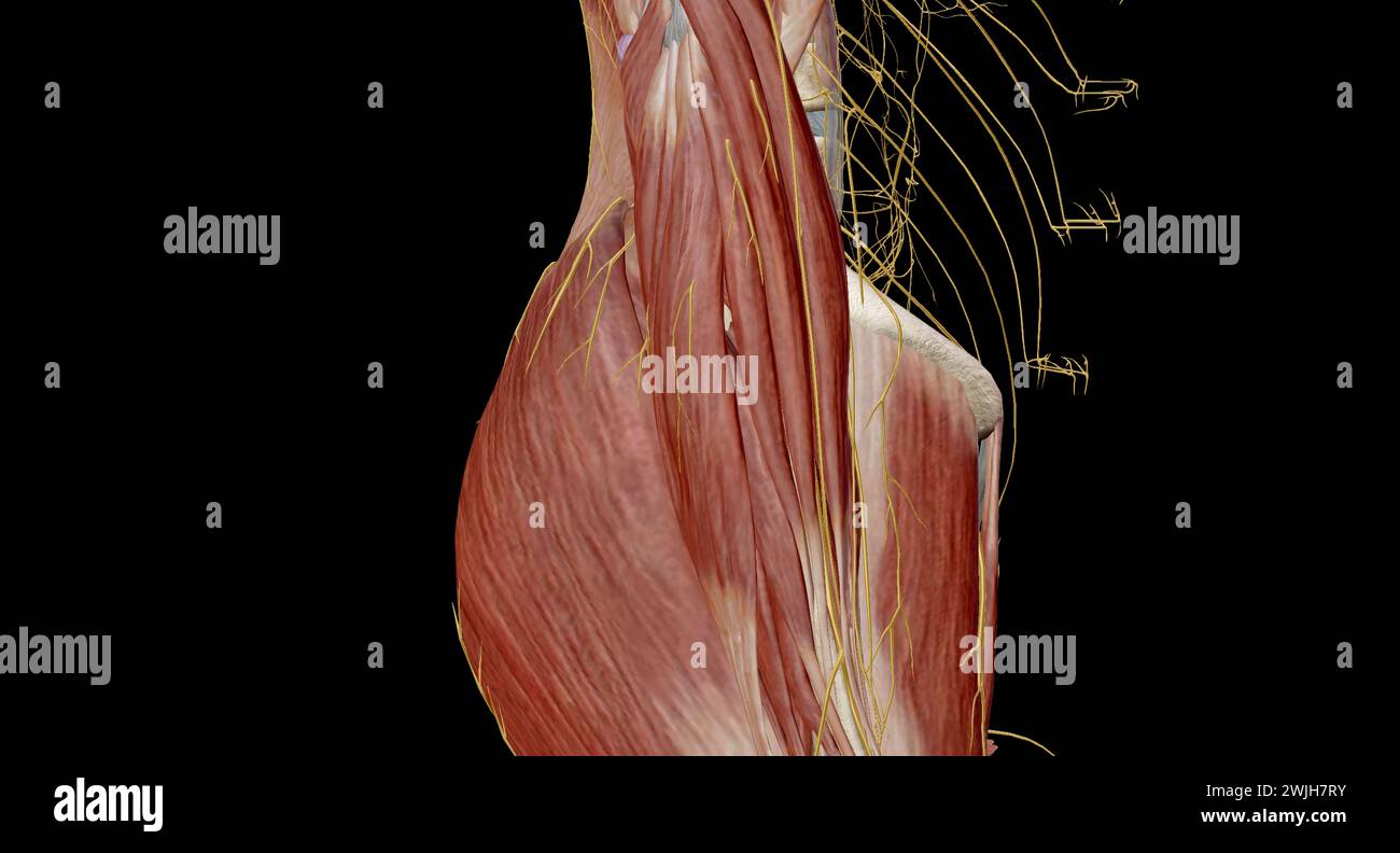 The Sacral Plexus Spinal Nerves Branches Teachmeanatomy