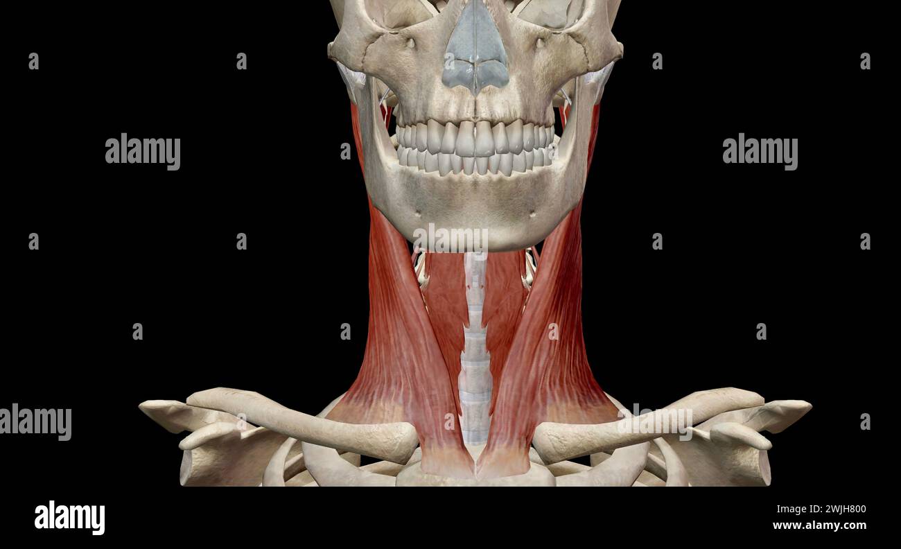 Deep muscles of neck hi-res stock photography and images - Alamy