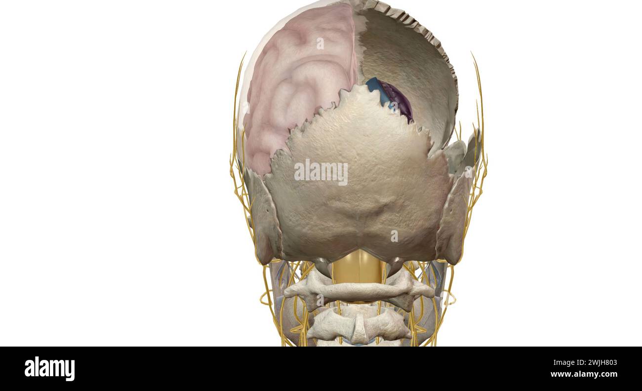 Brain lobes and functions hi-res stock photography and images - Alamy