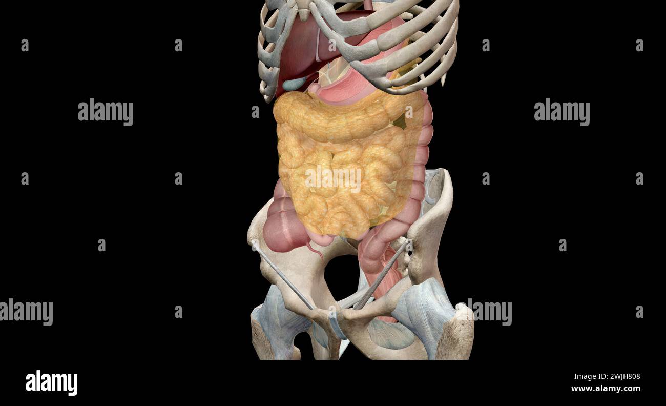 Ileum endoscopy hi-res stock photography and images - Alamy
