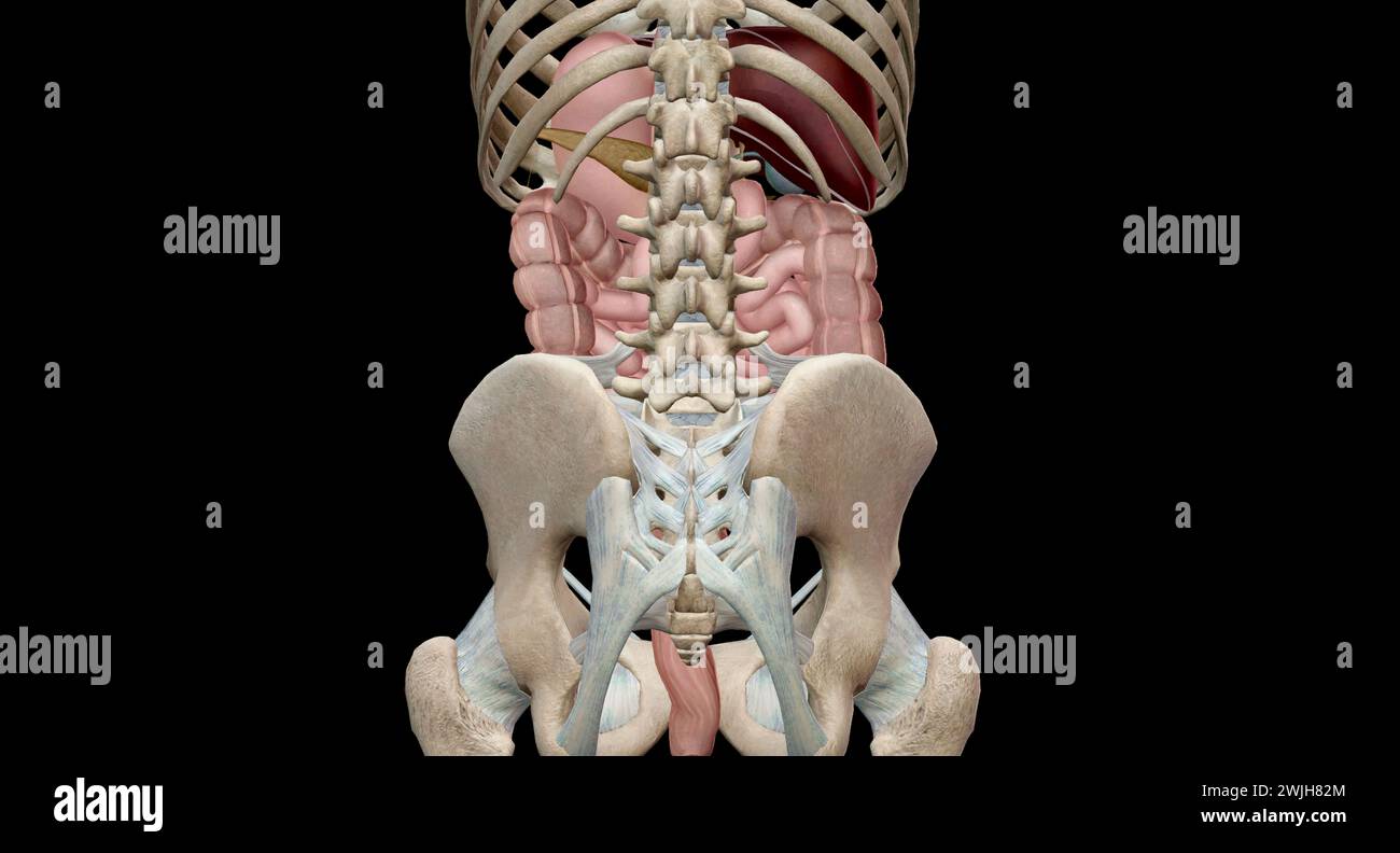 Ileum endoscopy hi-res stock photography and images - Alamy