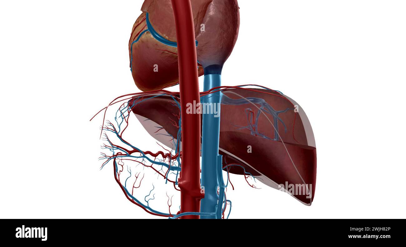 The livers circulatory system supplies the liver with nutrients and ...