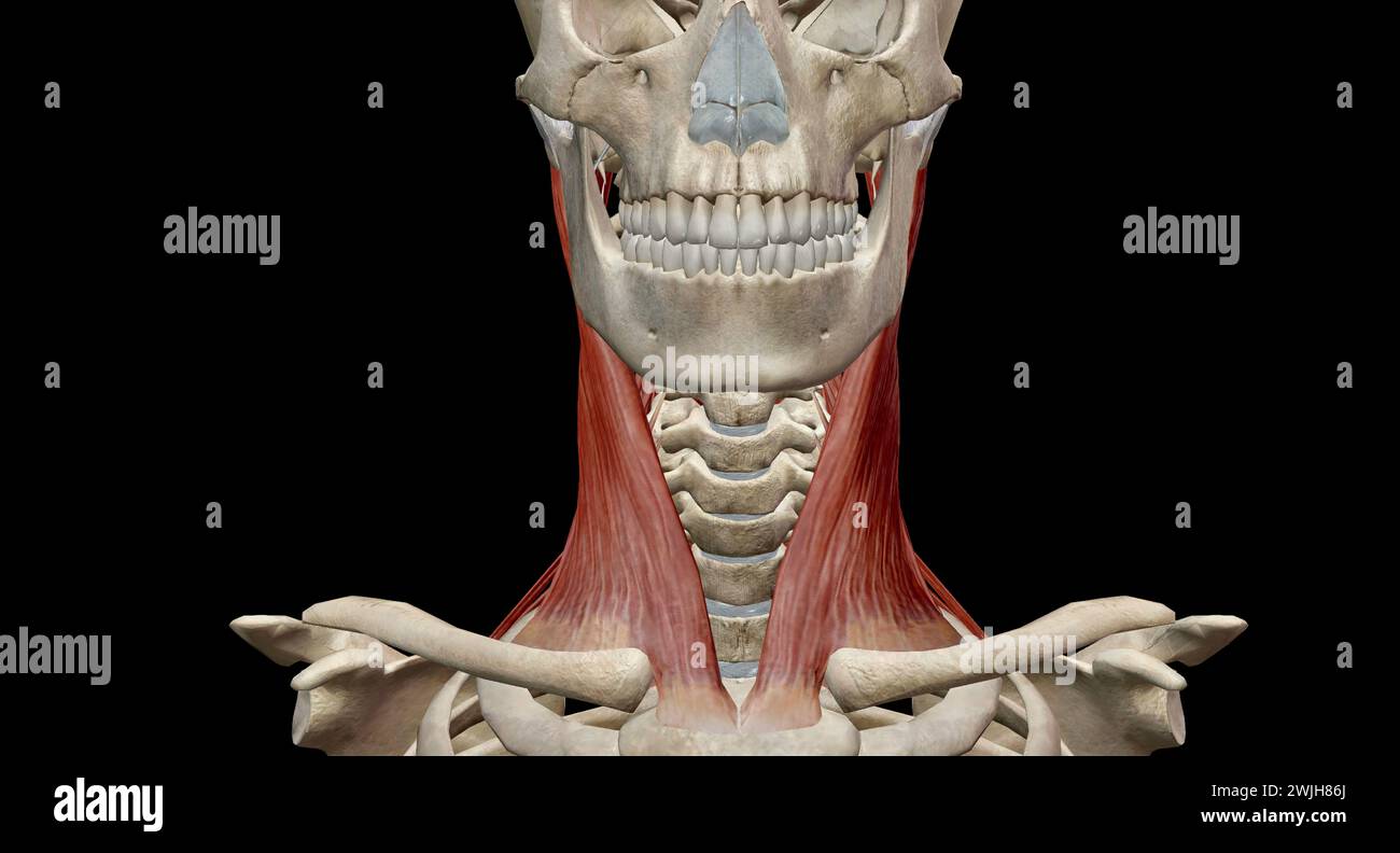 Head rotation is effected by the unilateral action of the ...