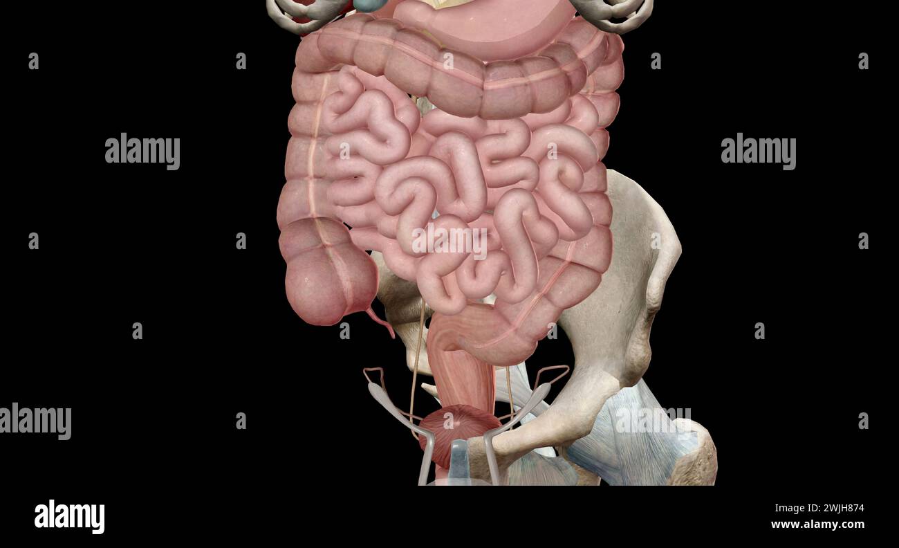 Ileum endoscopy hi-res stock photography and images - Alamy