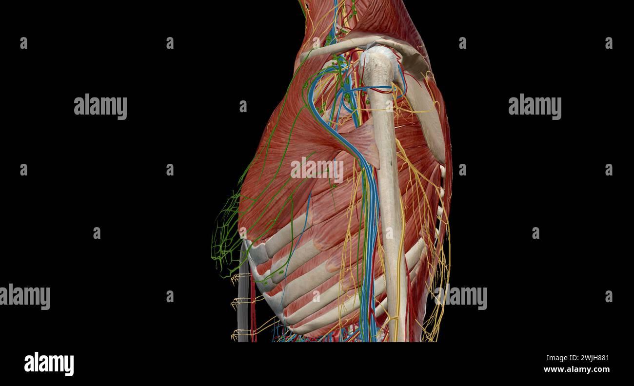 Pelvic girdle animals hi-res stock photography and images - Alamy