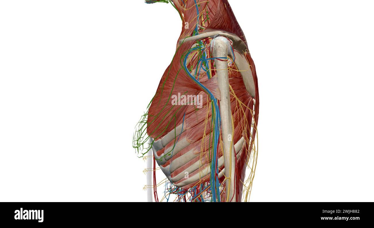 Abdomen and chest anatomy hi-res stock photography and images - Alamy