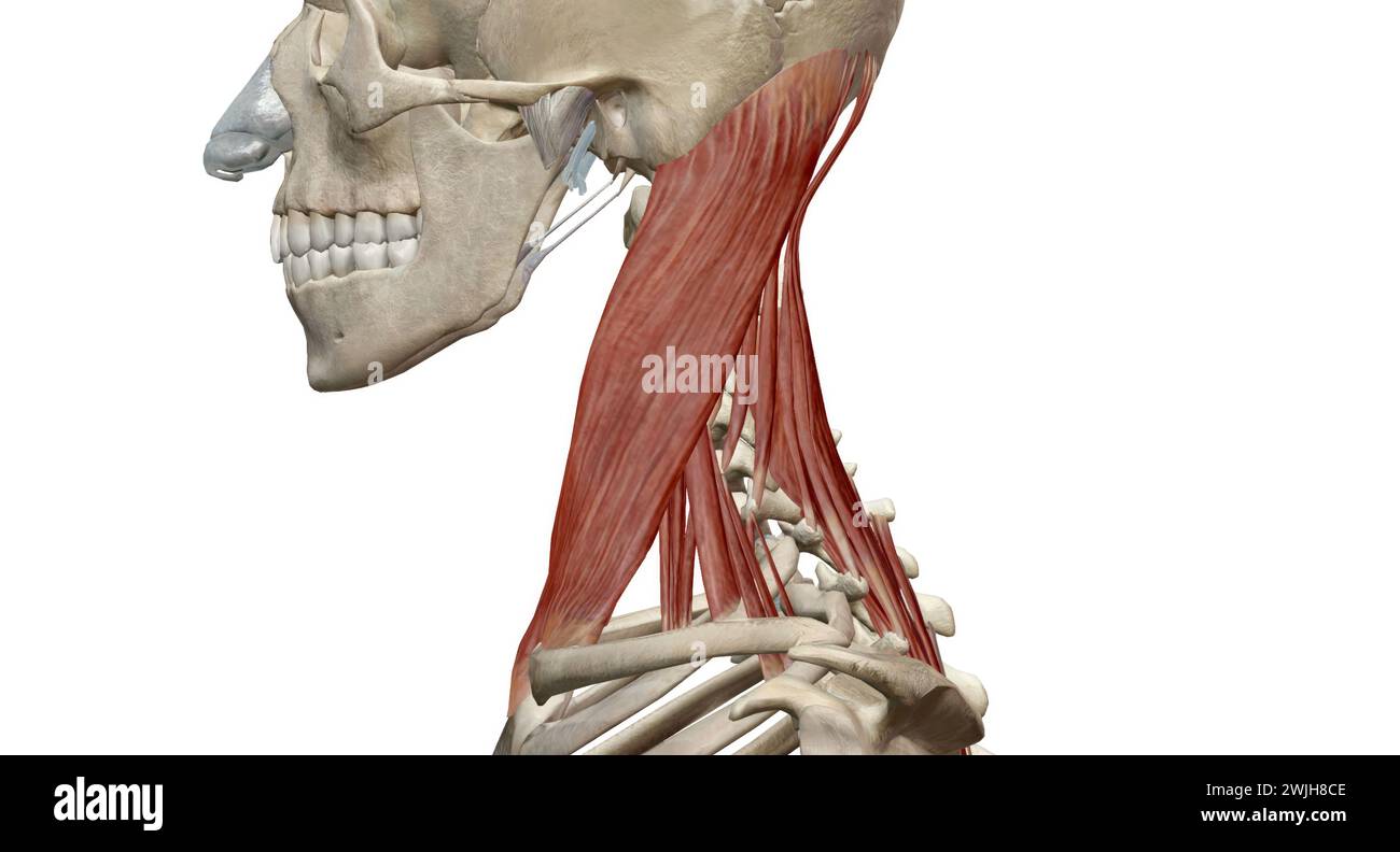 Rotation of neck hi-res stock photography and images - Alamy