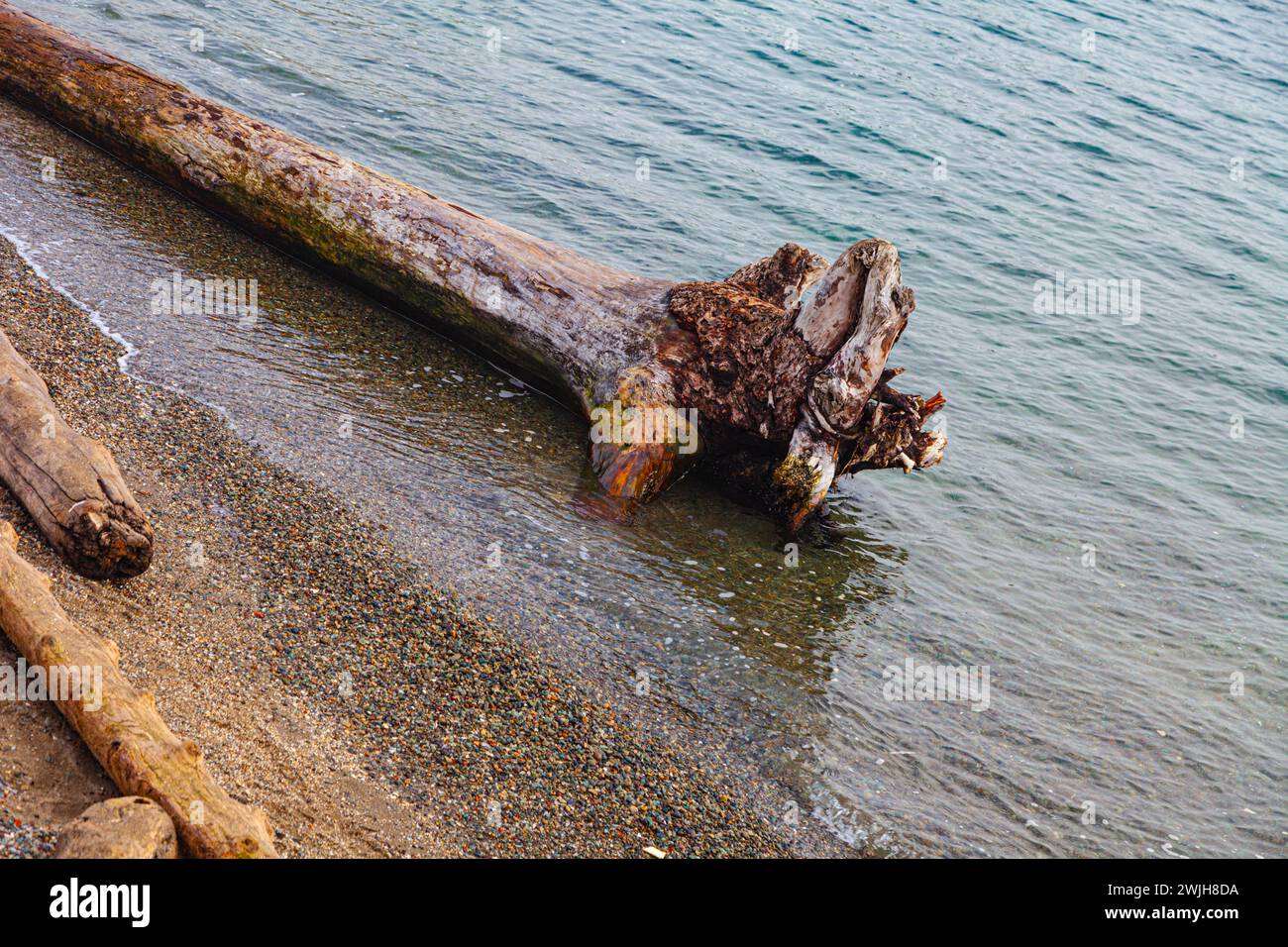 Driftwood log washed up on a beach in Sidney British Columbia Canada ...