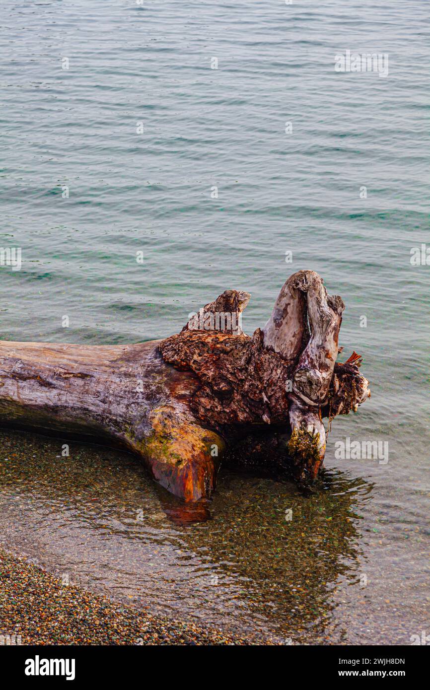 Driftwood log washed up on a beach in Sidney British Columbia Canada ...