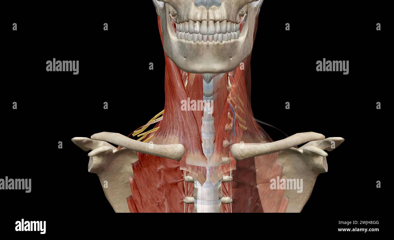 Cervical vertebrae c7 hi-res stock photography and images - Alamy
