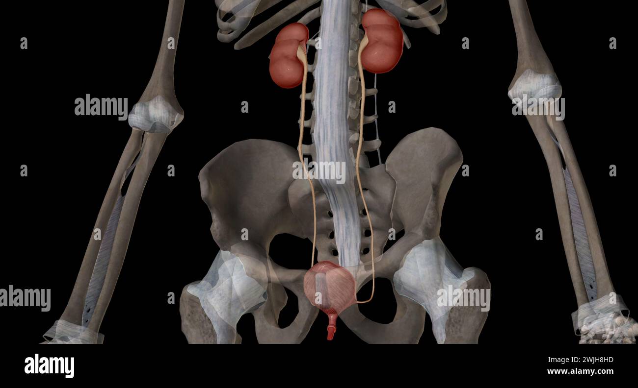 The organs of the urinary system include the kidneys, renal pelvis ...
