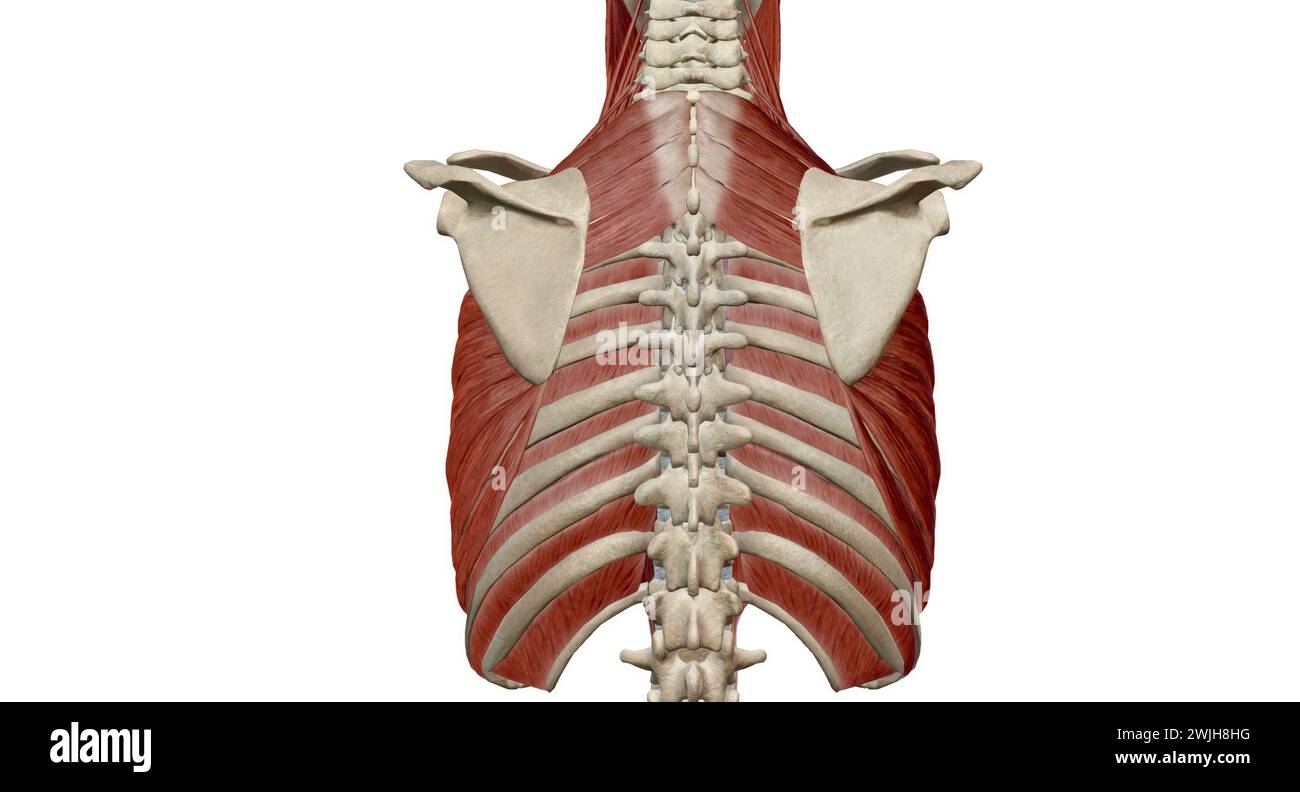 Respiratory muscles hi-res stock photography and images - Alamy