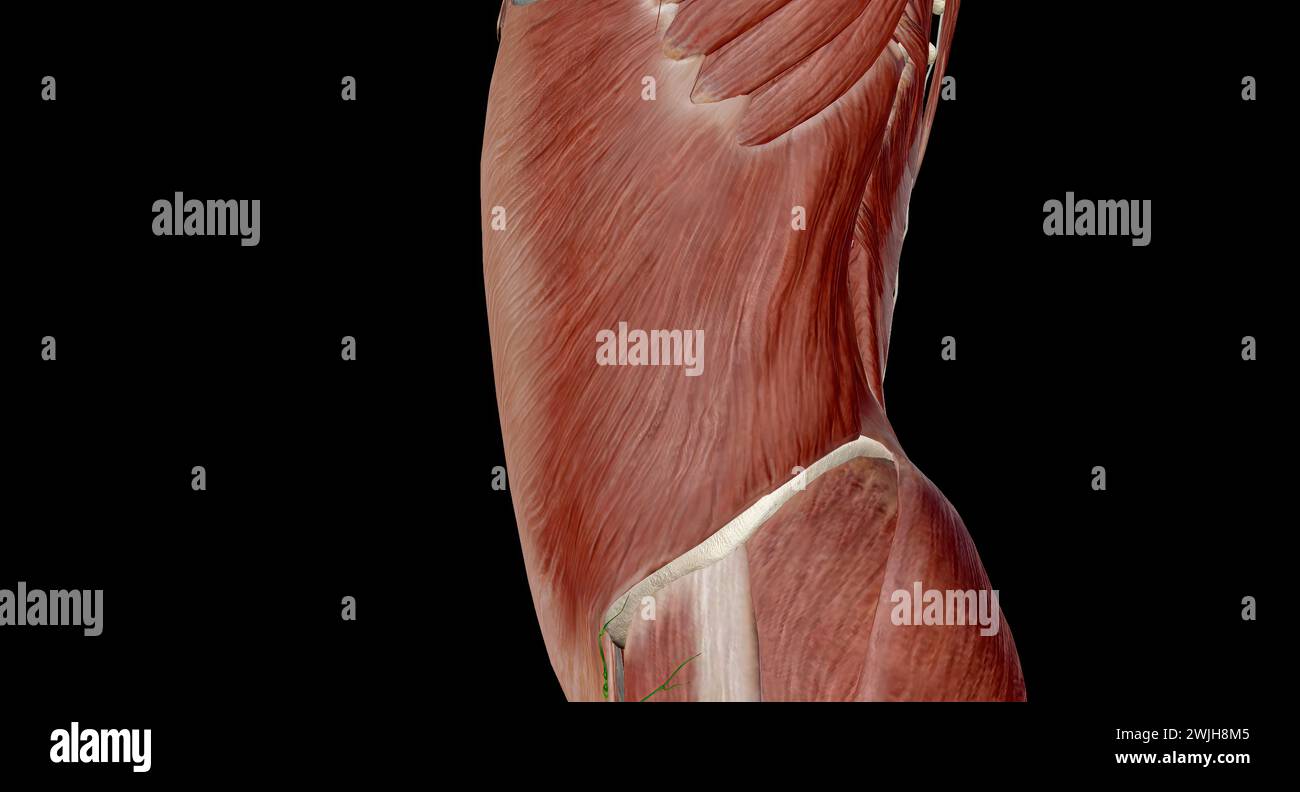 The abdomen is the part of the body between the thorax (chest) and ...