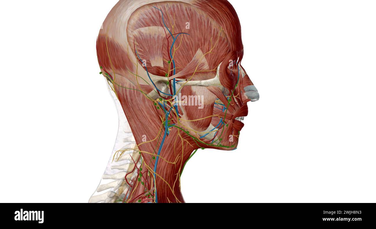 Anatomical junction hi-res stock photography and images - Alamy