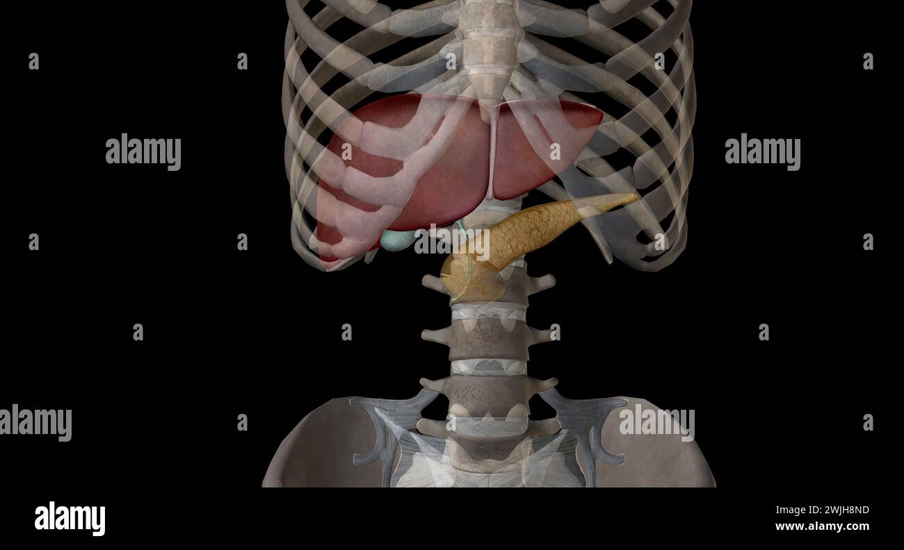 As an endocrine organ, the pancreas secretes the hormones insulin and ...