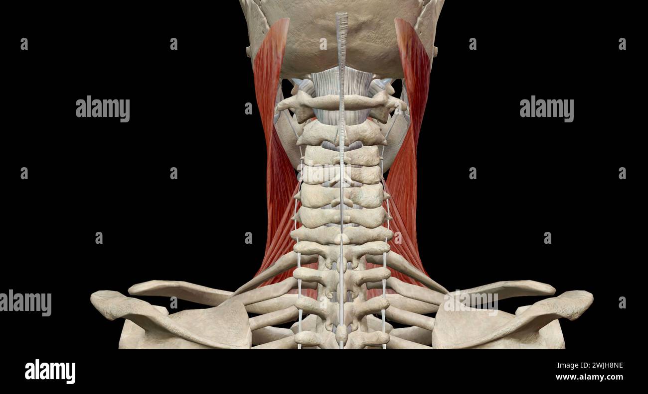 Deep muscles of neck hi-res stock photography and images - Alamy