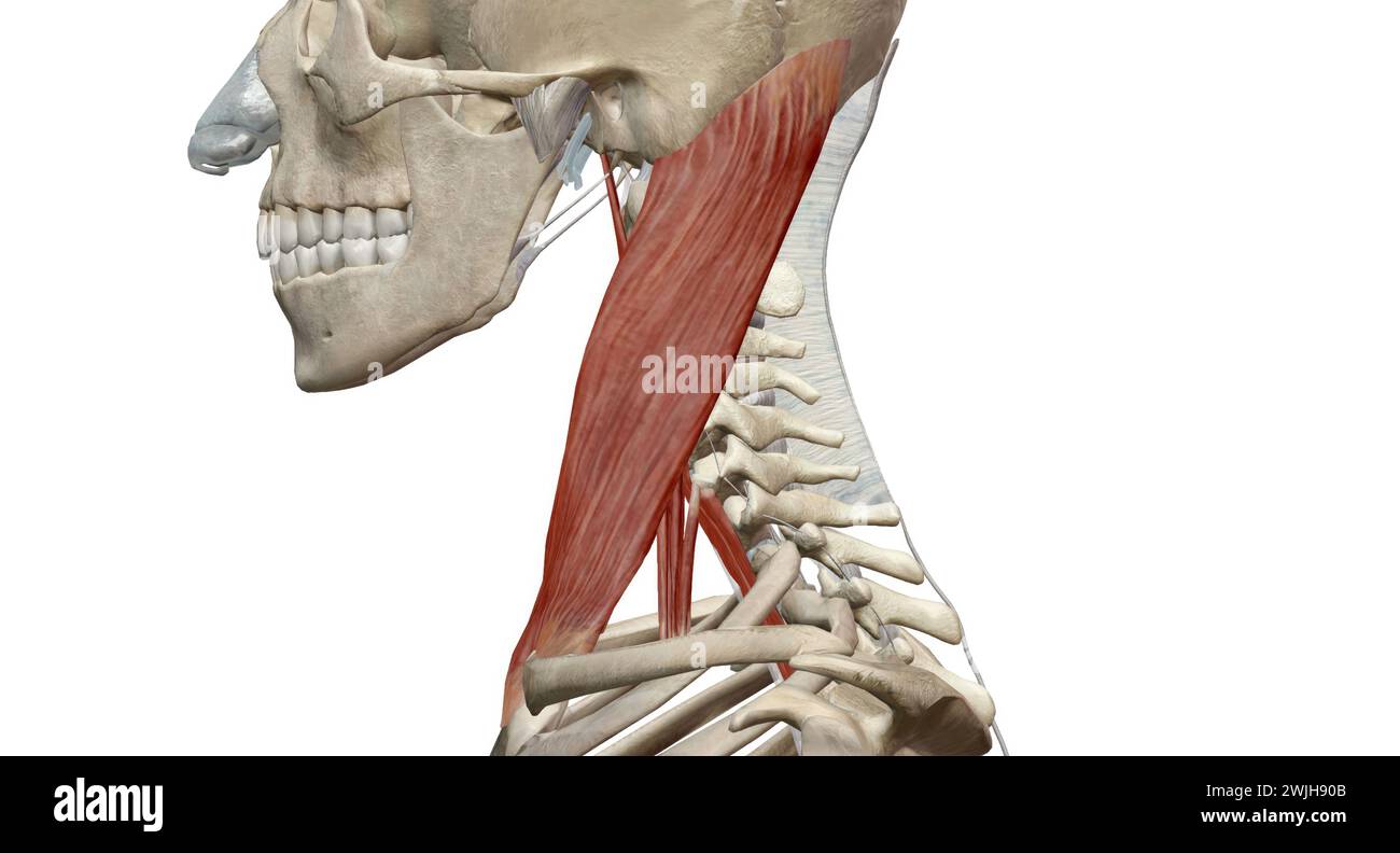 Deep muscles of neck hi-res stock photography and images - Alamy