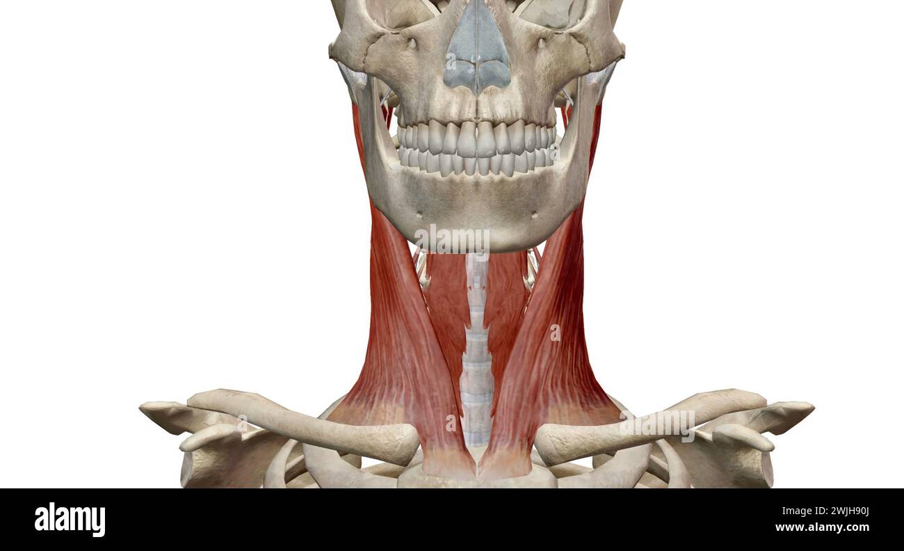 Deep muscles of neck hi-res stock photography and images - Alamy