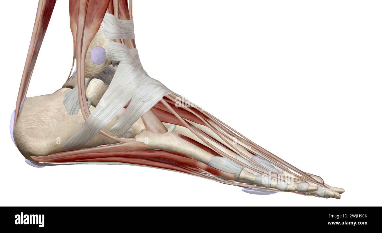 The ankle encompasses the ankle joint, an articulation between the ...