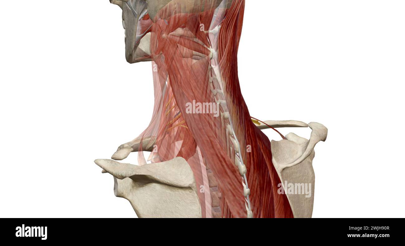 Cervical vertebrae c7 hi-res stock photography and images - Alamy