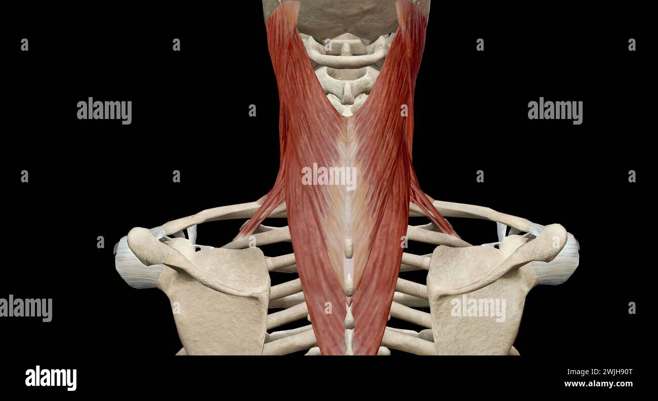 Lateral flexion hi-res stock photography and images - Alamy