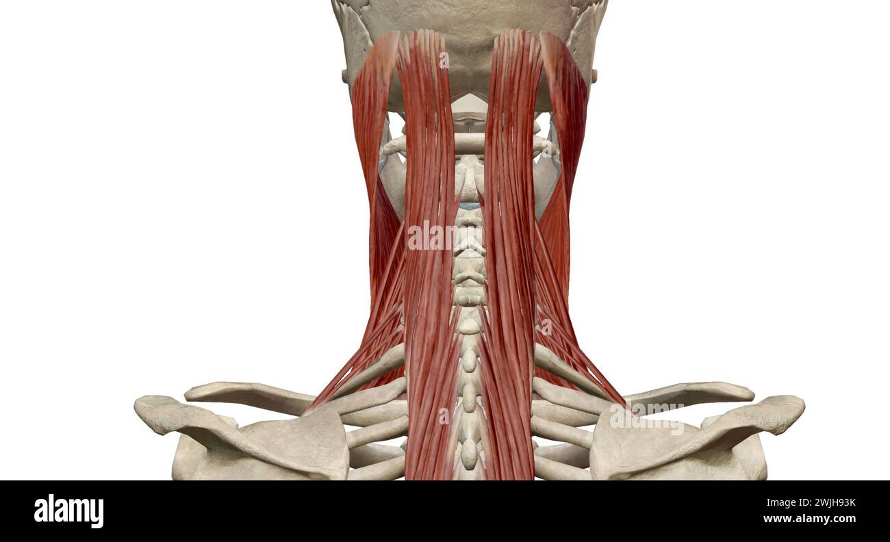 Head rotation is effected by the unilateral action of the ...