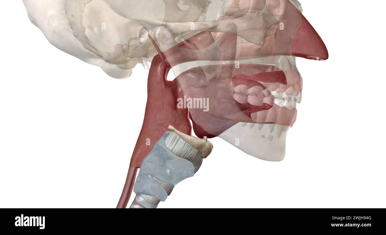 Tonsil membrane hi-res stock photography and images - Alamy
