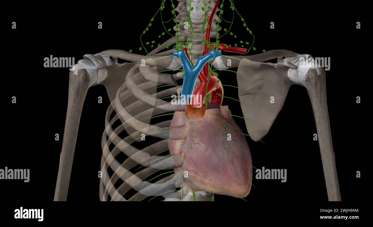 Endocrine system makes and releases hormones that control the functions ...