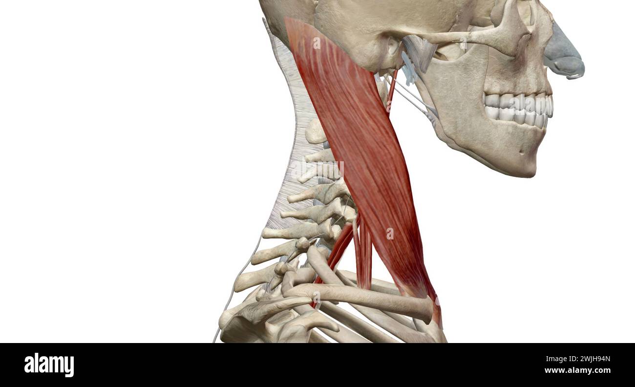 Deep muscles of neck hi-res stock photography and images - Alamy