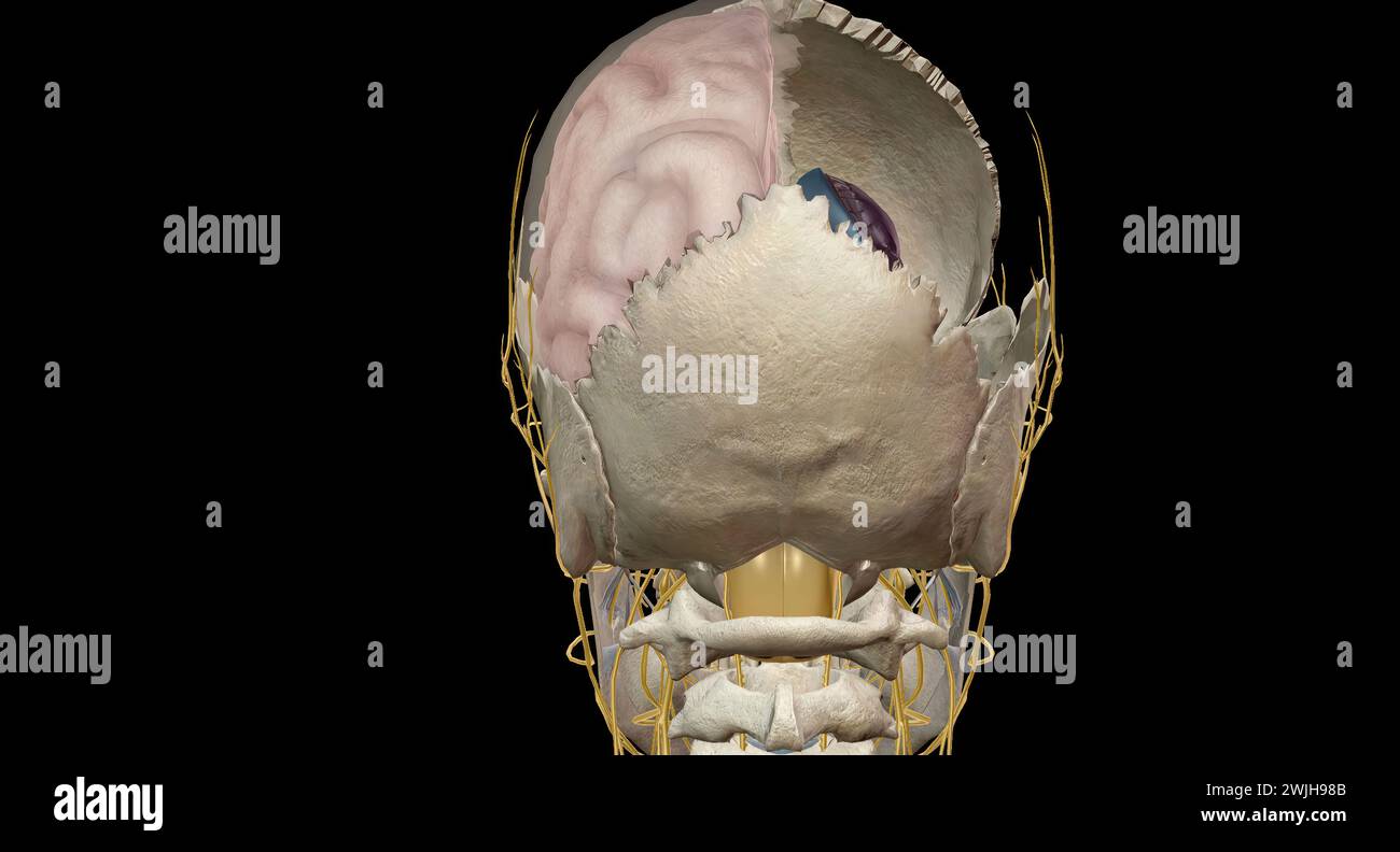 Brain cross section frontal cortex hi-res stock photography and images ...
