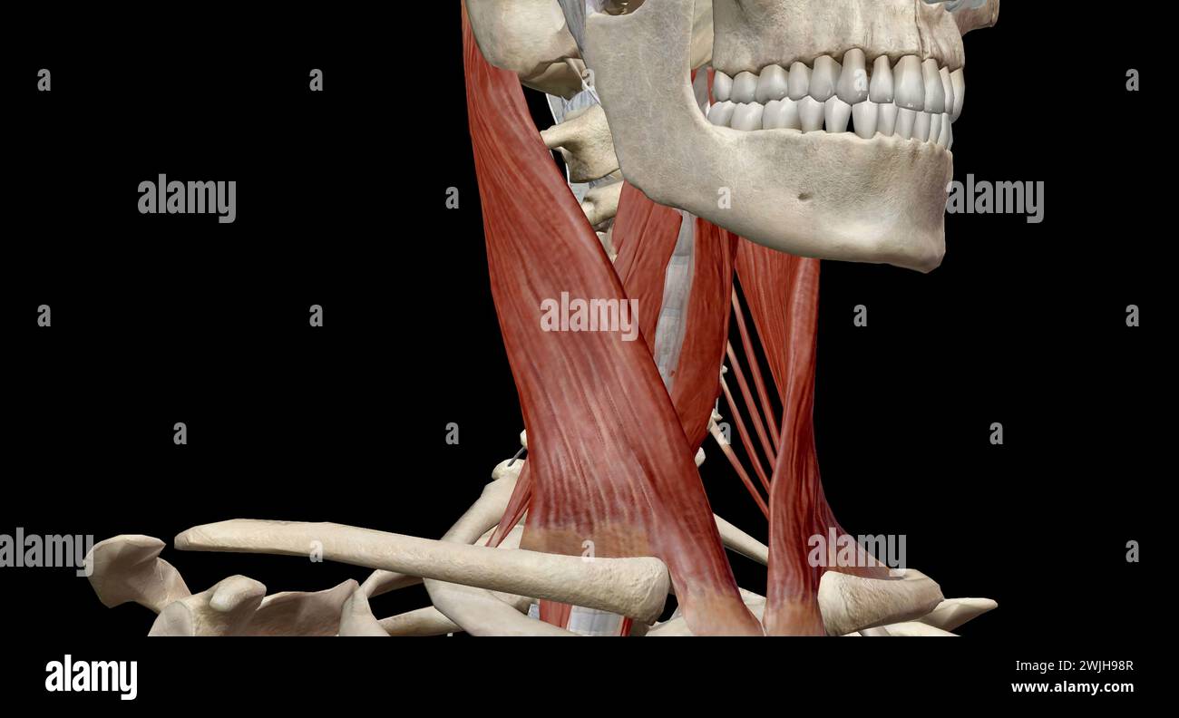 The deep cervical flexors are a muscle group consisting of the longus ...