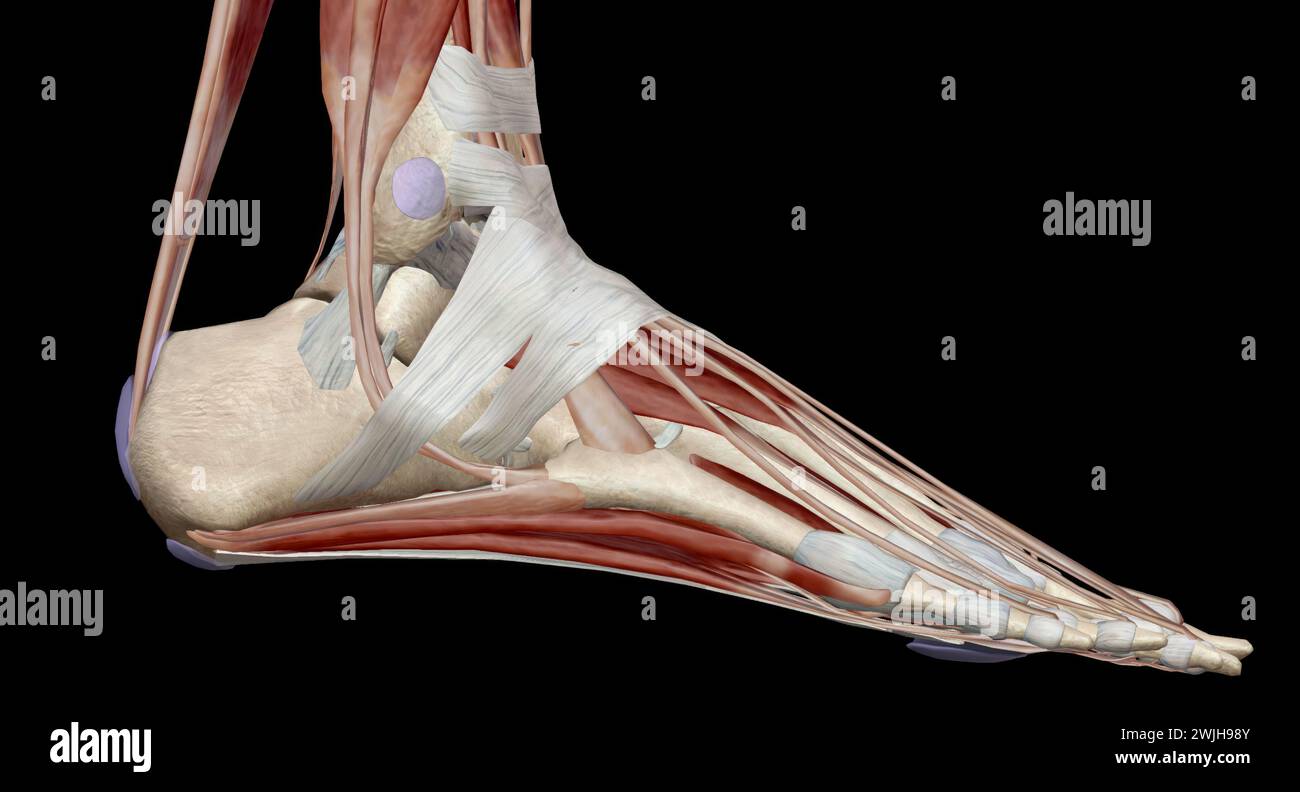 The ankle encompasses the ankle joint, an articulation between the ...