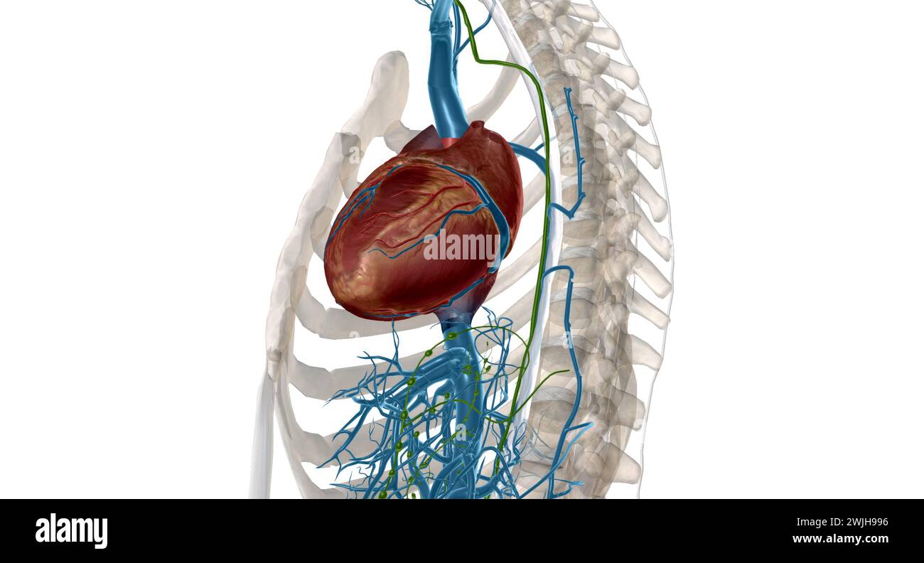 Interstitial fluid is collected by lymph capillaries from the ...