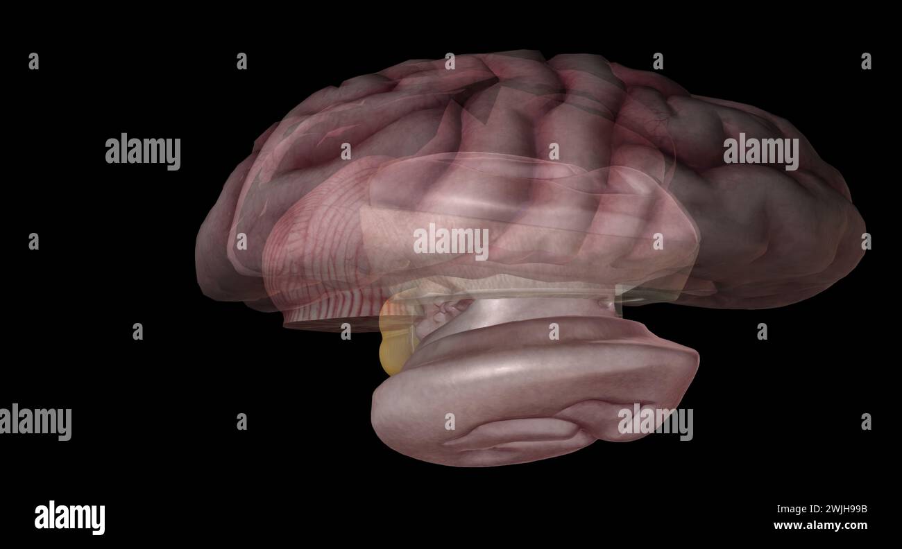 Hormone hypothalamus anatomy diagram hi-res stock photography and ...