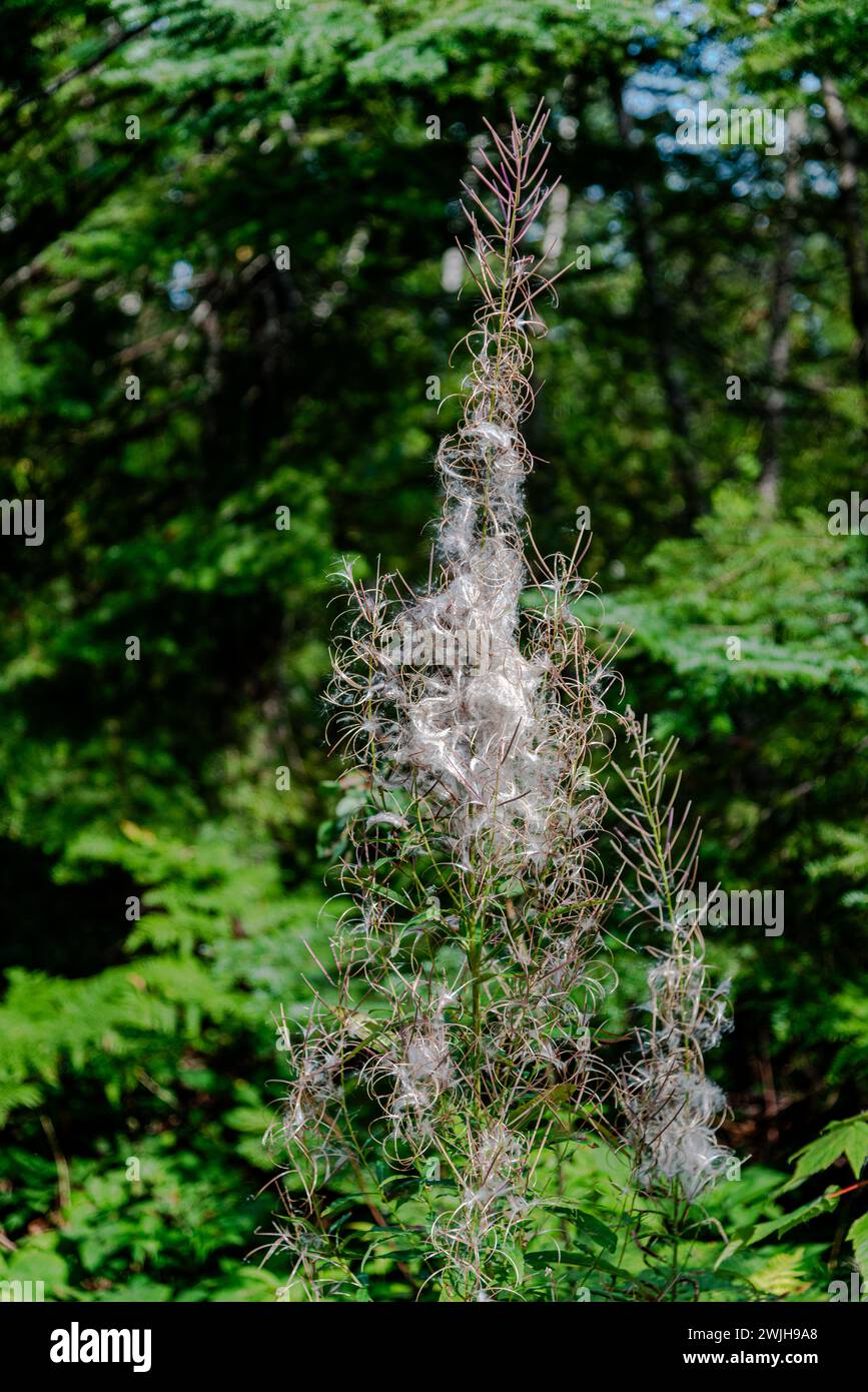Wild milkweed plant in Fall spreading seeds by wind Stock Photo - Alamy