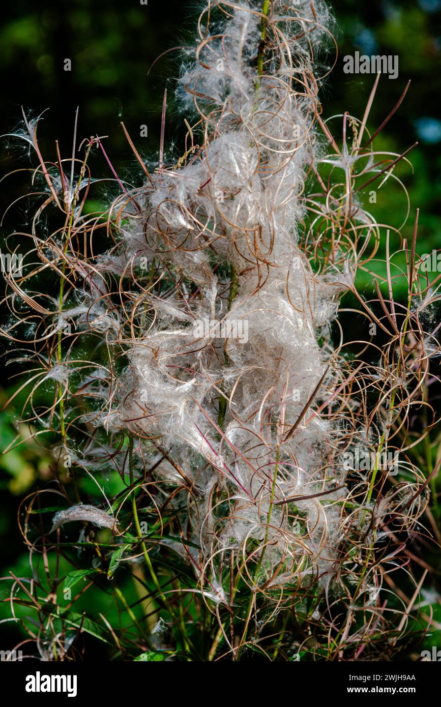 Wild milkweed plant in Fall spreading seeds by wind Stock Photo - Alamy