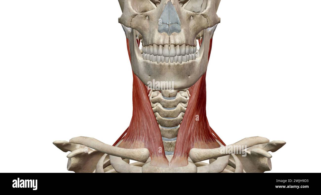 Head rotation is effected by the unilateral action of the ...