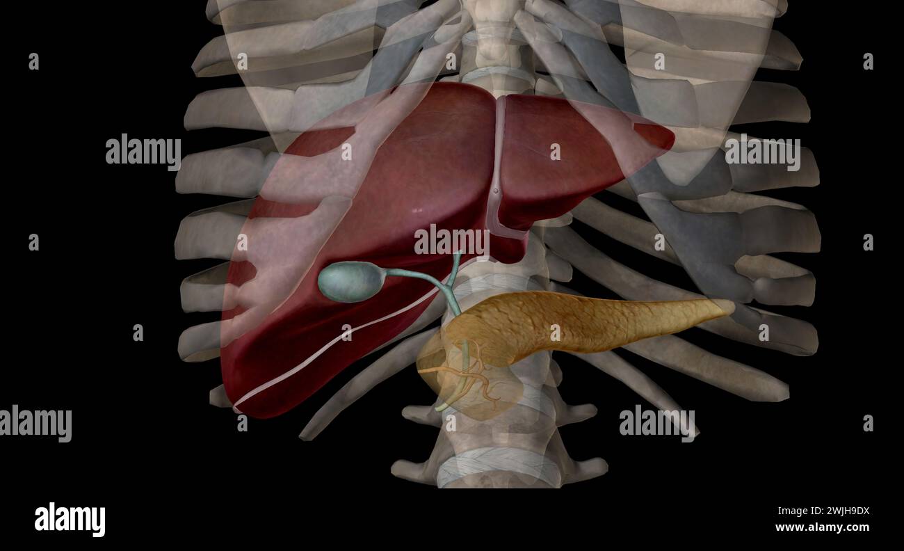 As an endocrine organ, the pancreas secretes the hormones insulin and ...