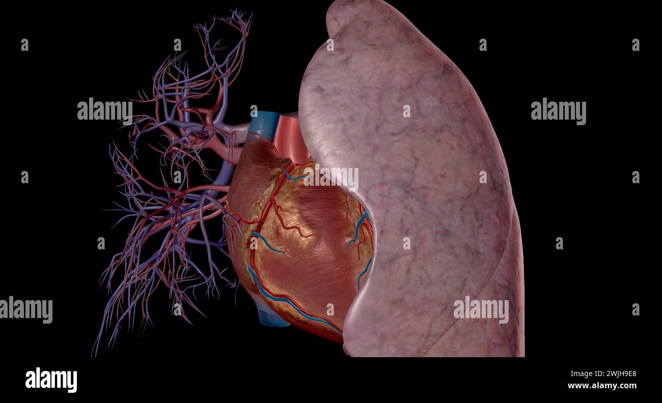 Edema alveoli hi-res stock photography and images - Alamy