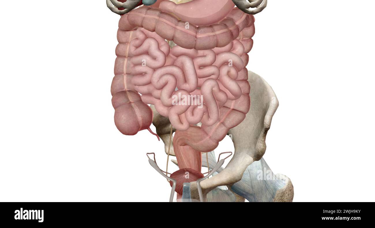 Ileum endoscopy hi-res stock photography and images - Alamy