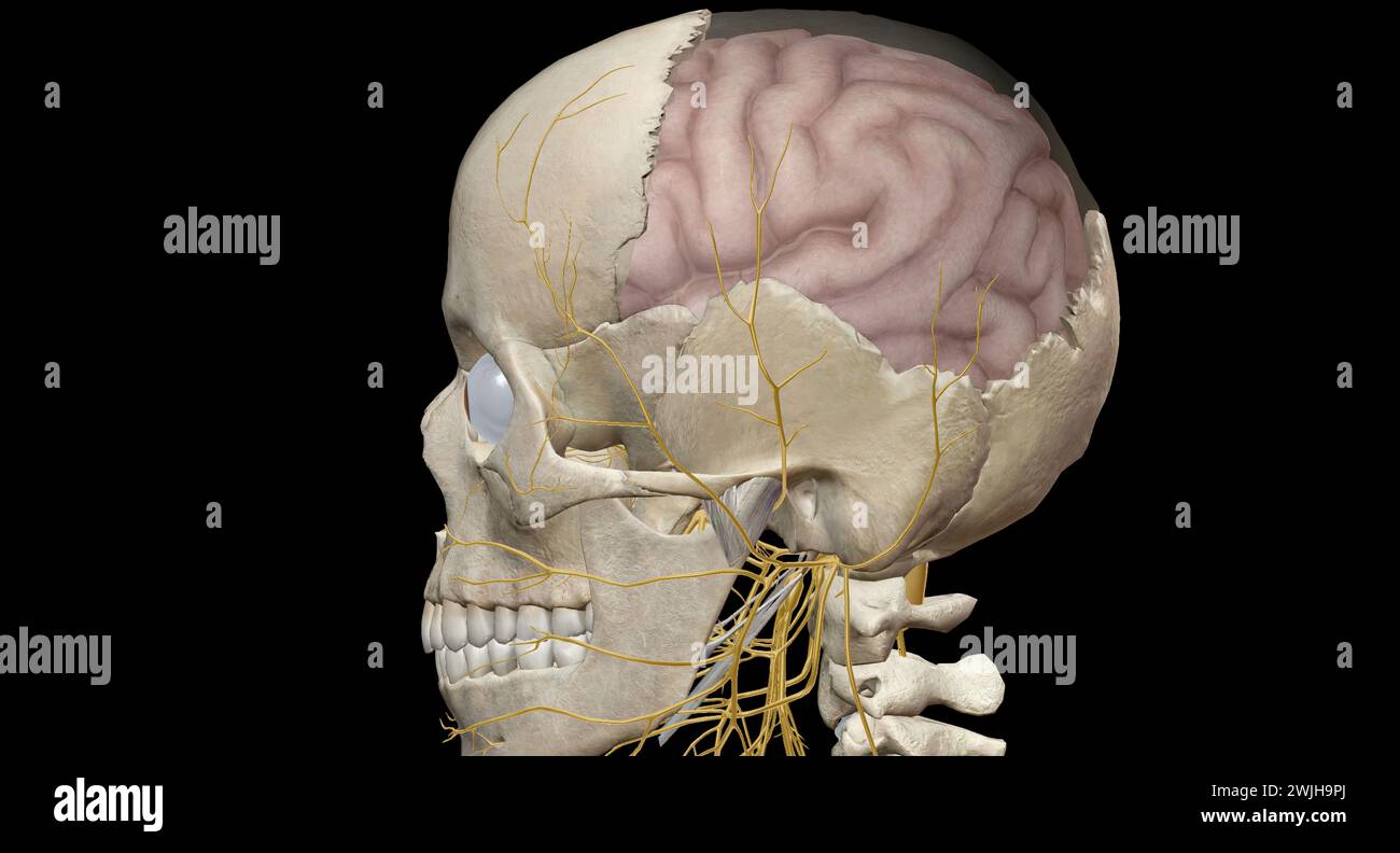 Brain cross section frontal cortex hi-res stock photography and images ...