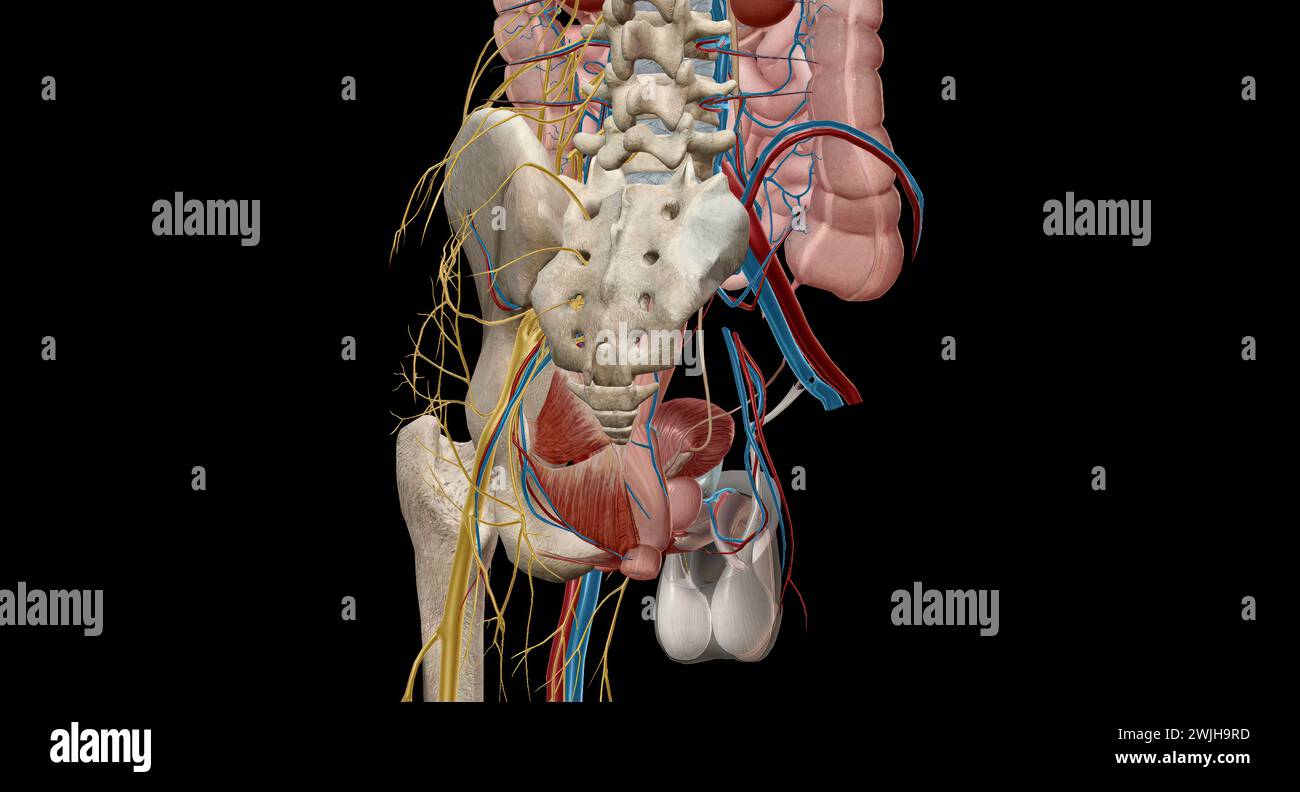 Biomechanics spine hi-res stock photography and images - Alamy